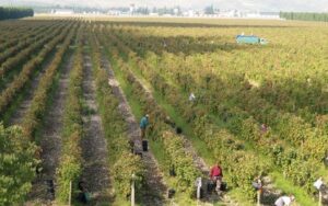 Plantaze Reports €1.41 Million Loss in First Nine Months of 2023 ...