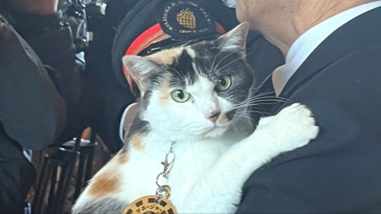 Calico Cat Yontama Takes Over as Stationmaster in Japan - SCRIPT-NEWS